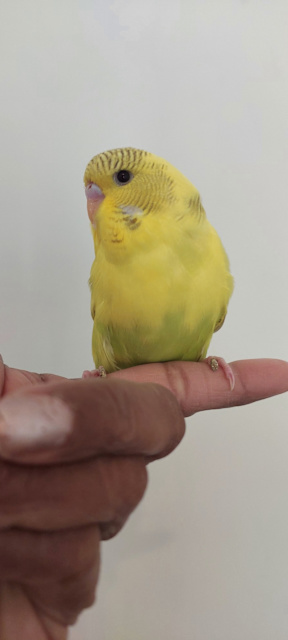 6 weeks old Hand tamed baby budgies & bonded budgie pairs | Birds ...