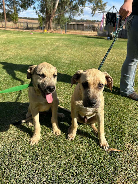 Bull Arab Mastiff, Wolfhound X Bull Arab Mastiff Dane | Dogs & Puppies ...