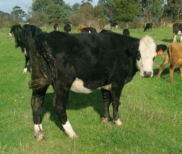 HERFORD & ANGUS CROSS HEIFERS | Livestock | Gumtree Australia Cardinia ...