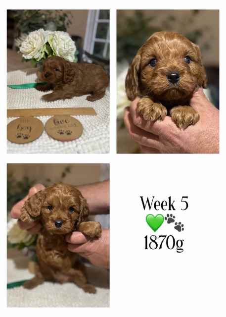 Miniature Cavoodle Puppies | Dogs & Puppies | Gumtree Australia Dubbo ...