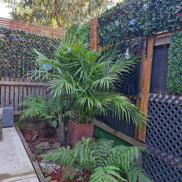 Beautiful Established Tall Palm Tree in Large Pot - Plants in Reservoir ...