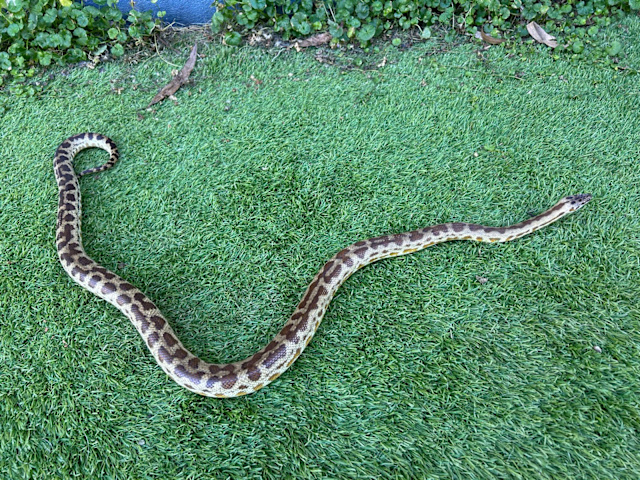 Spotted Python and Reptile One enclosure plus accessories | Reptiles ...