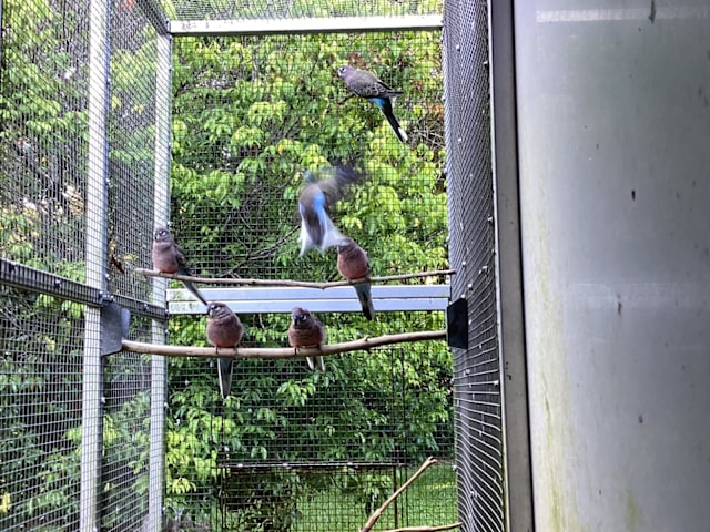 Normal Bourke parrots | Birds | Gumtree Australia Caboolture Area ...