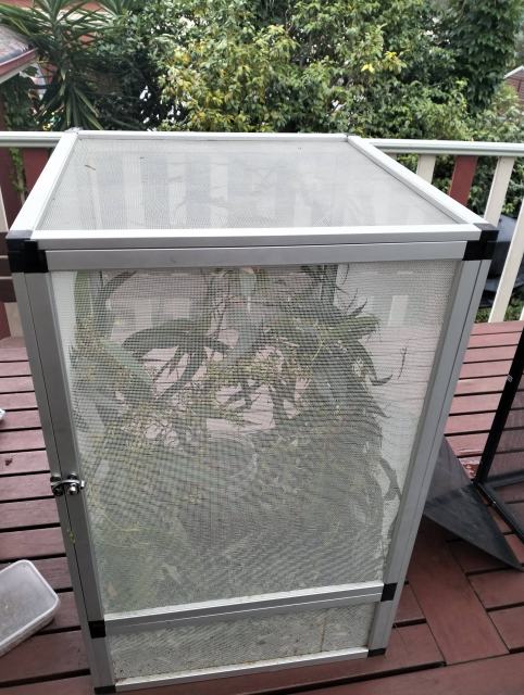 2 Mesh Metal Cages and Stick Insects **Can be sold separately | Other ...