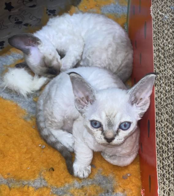 DEVON REX KITTENS - PUREBRED | Cats & Kittens | Gumtree Australia ...
