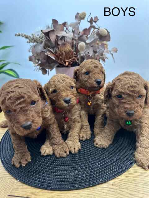 🐩Rare Gorgeous Ruby Red PEDIGREE LINEAGE Poodles 🐾 ️ | Dogs & Puppies ...