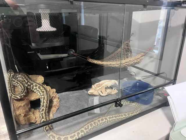 Bredli jag python | Reptiles & Amphibians | Gumtree Australia Bundaberg ...