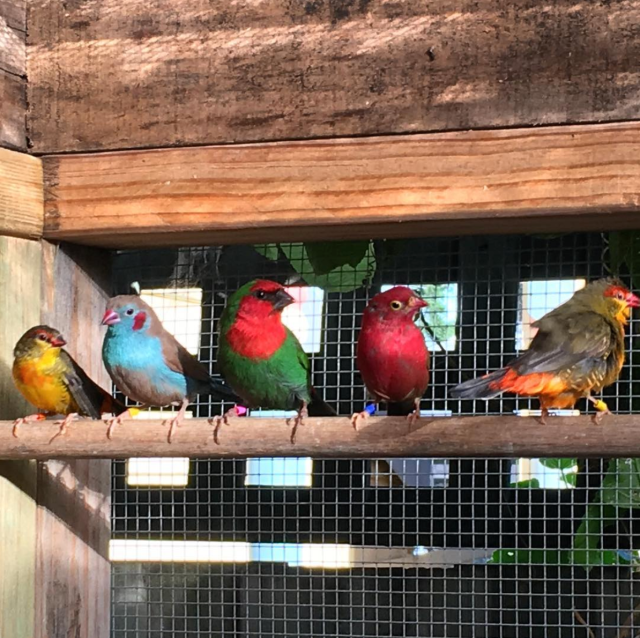 Finches! Fires, Parrotfinches, Painteds, Orangebreasts, Cordons ...