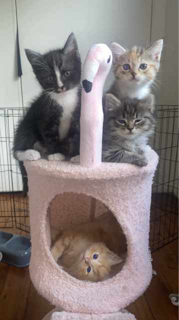 Half Ragdoll kittens | Cats & Kittens | Gumtree Australia Fairfield ...