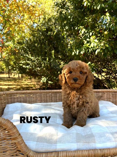Ruby Cavoodle Puppies ️ | Dogs & Puppies | Gumtree Australia Upper Lachlan - Gurrundah | 1333607228