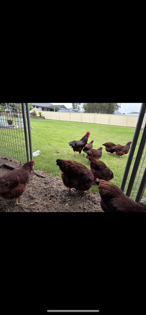 Rhode Island Red chooks | Livestock | Gumtree Australia Port Stephens ...