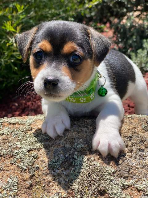 Purebred Miniature Foxies | Dogs & Puppies | Gumtree Australia Young ...