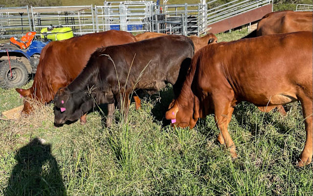 Droughtmaster weaner heifers cows calf | Livestock | Gumtree Australia ...