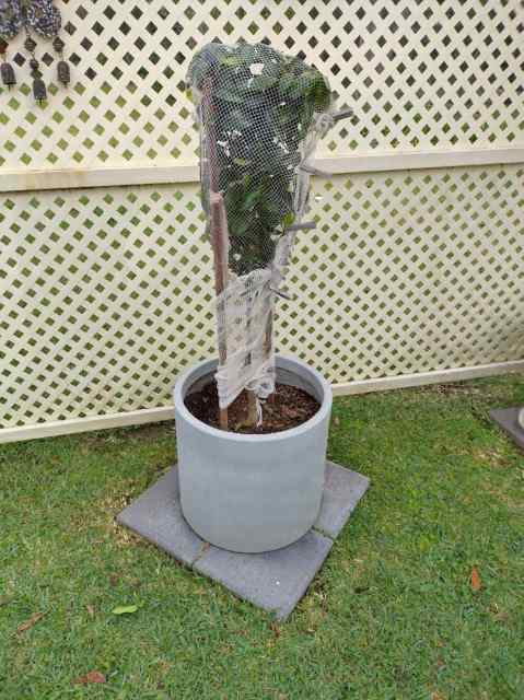 DWARF MANDARIN TREE PLUS POT - Miscellaneous Goods in Basin View NSW ...