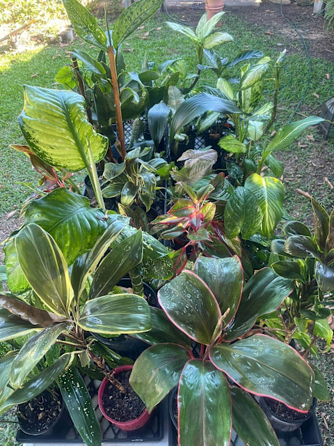 LARGE TROPICAL PLANTS $10 each Ingham NTH QLD - Plants in Ingham QLD ...
