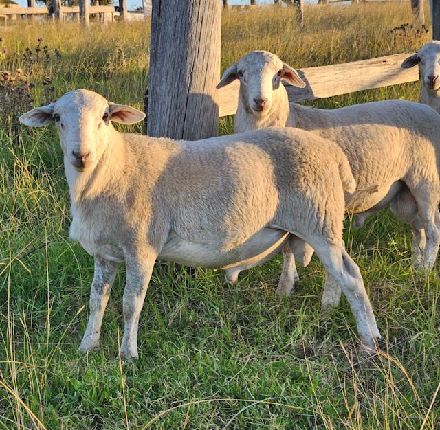 Australian White Rams - Purebred | Livestock | Gumtree Australia Bega ...