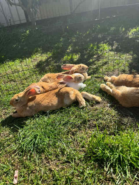 Large Flemish Rabbits for sale 2 months old | Rabbits | Gumtree ...