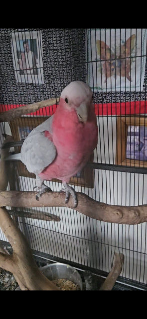 Hand Taimed Galah Cockatoo (With Cage) | Birds | Gumtree Australia ...