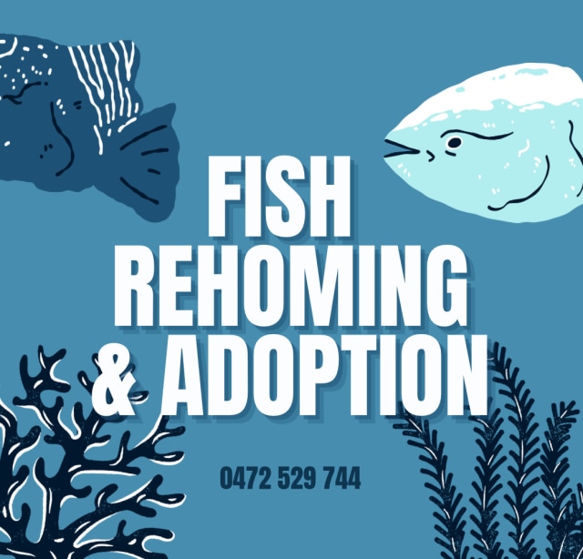 Fish Rehoming & Adoption | Fish | Gumtree Australia Logan Area - Park ...