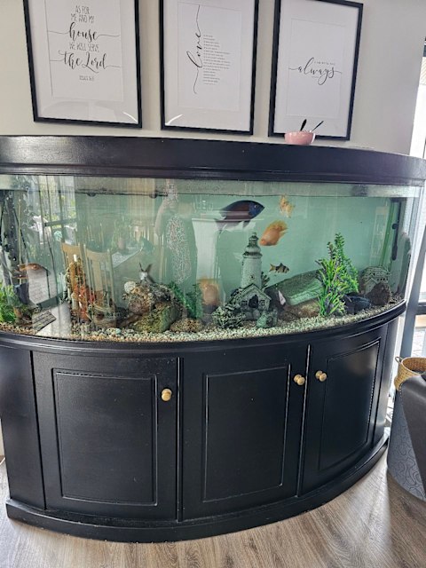 Beautiful curved Fish Tank / Aquarium pick up Quinns | Pet Products ...