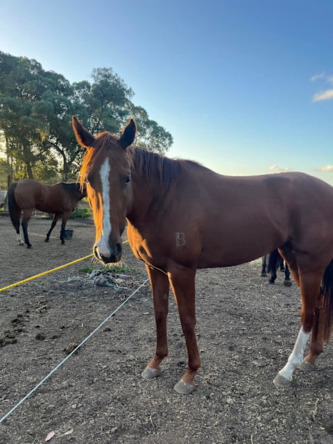Beautiful Pippa | Horses & Ponies | Gumtree Australia Wollondilly Area ...