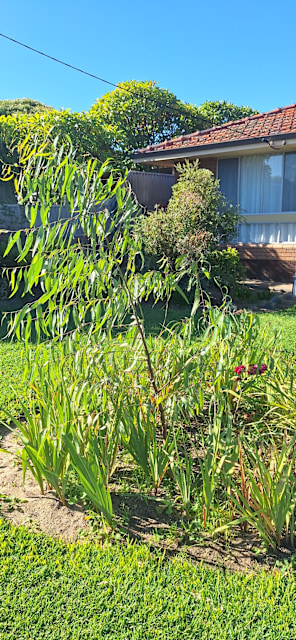 Eucalypt tree - Plants in Greenwood WA | Gumtree Australia