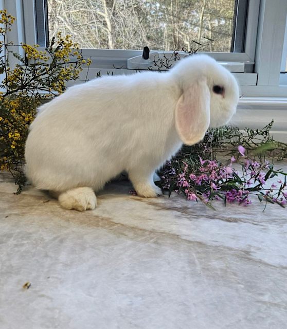 Adorable 6 month old mini lop rabbit and cage,accessories | Rabbits ...