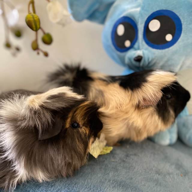 Guinea pigs | Other Pets | Gumtree Australia Hume Area - Craigieburn ...