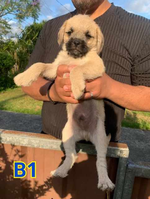 pugapoo puppies are looking for their forever These gorgeous happy lit ...