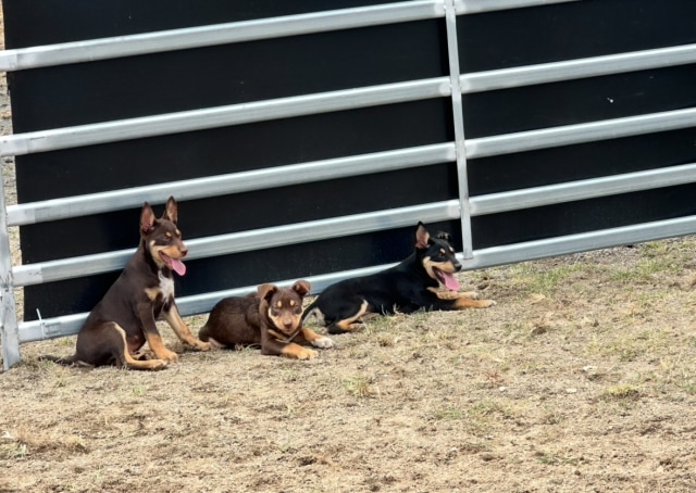 Kelpie pups red and tan- black and tan | Dogs & Puppies | Gumtree ...