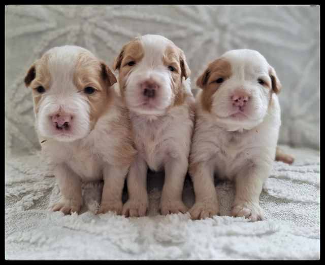 BORDER COLLIE PUPPIES PURE BRED/ DNA CLEAR | Dogs & Puppies | Gumtree ...