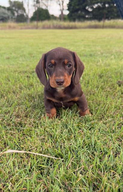 Miniature Dachshund puppy | Dogs & Puppies | Gumtree Australia Lockyer ...