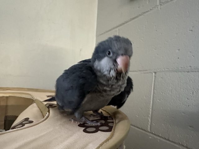 hand raised cobalt quakers | Birds | Gumtree Australia Cairns City ...