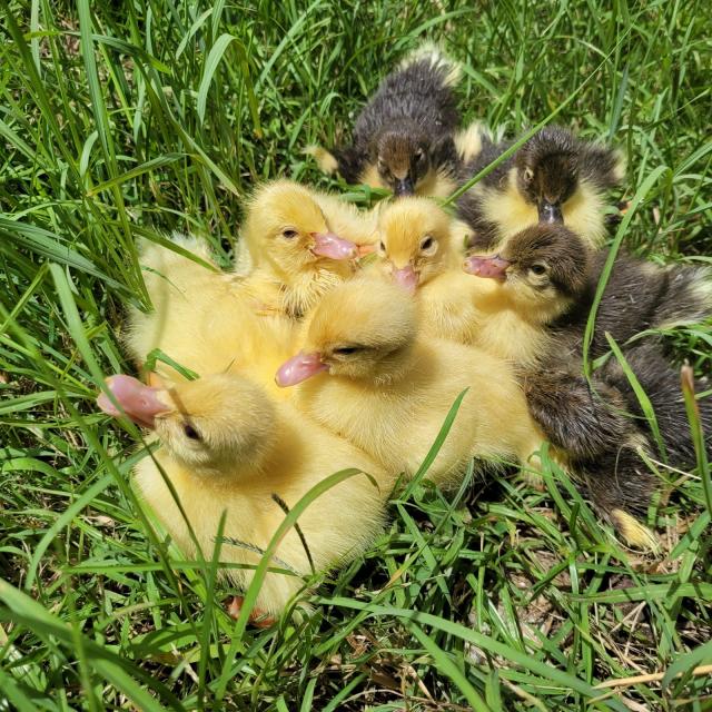 Unsexed Day Old Muscovy Ducklings | Updated: x7 Available | Livestock ...