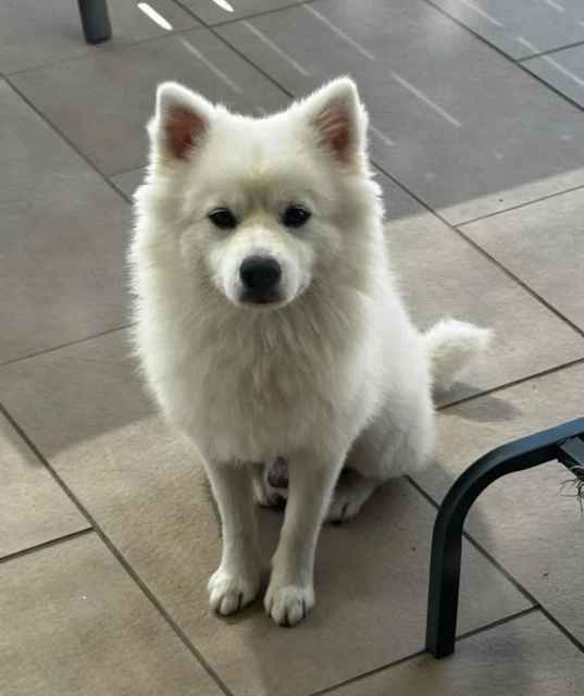 Pure Bred Japanese Spitz Male Dog | Dogs & Puppies | Gumtree Australia ...
