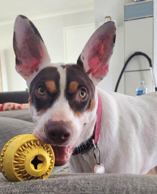 Loving Home Wanted for Jesse – Energetic and Sweet Kelpie Cross | Dogs ...