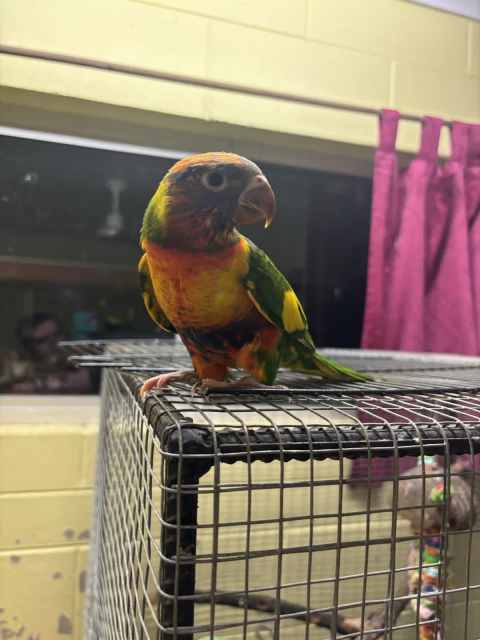 Double factor Lorikeet | Birds | Gumtree Australia Tablelands - Tolga ...