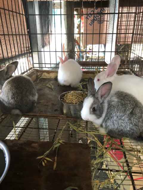 Rabbits New Zealand, Flemish Giant cross, and Californian babies ...