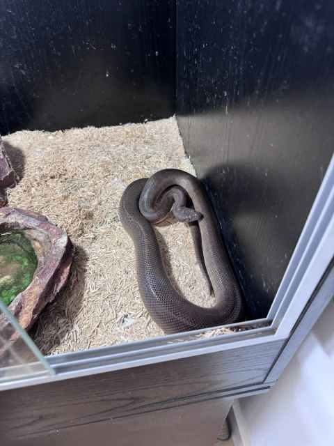 Childrens python and enclosure | Reptiles & Amphibians | Gumtree ...