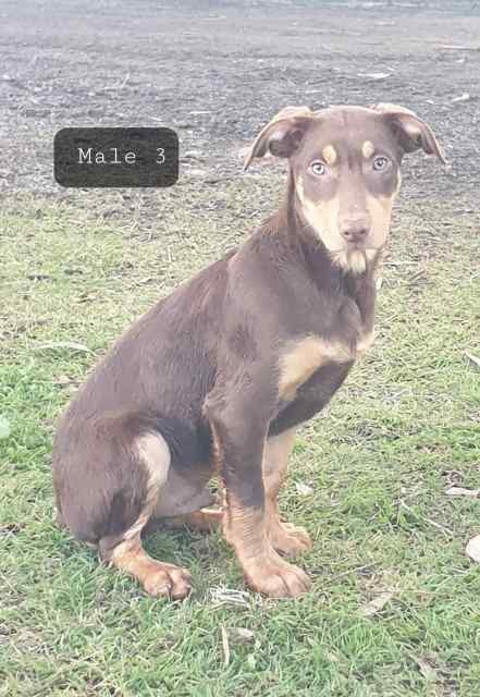 Purebred Kelpie Pup | Dogs & Puppies | Gumtree Australia Liverpool ...