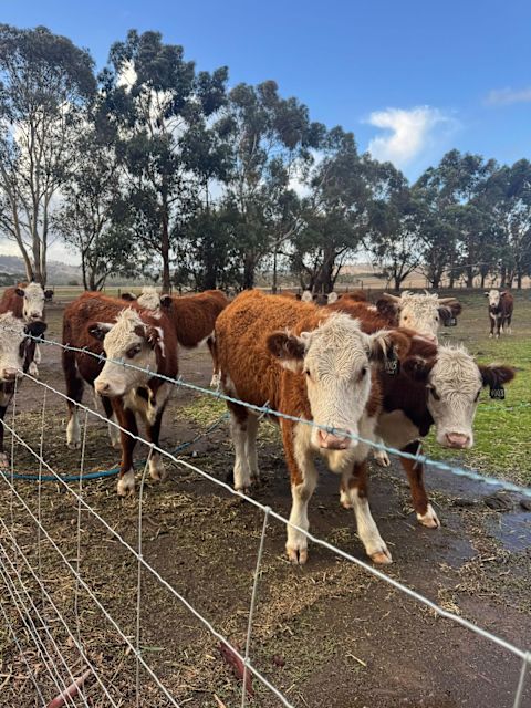 Beef Cattle Restaurant Quality | Livestock | Gumtree Australia Victor ...