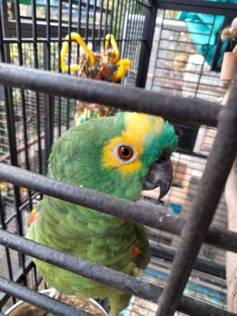 Blue Fronted Amazons | Birds | Gumtree Australia Somerset Area ...