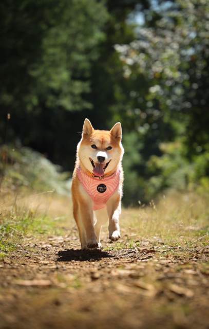 **For Sale: Adorable Japanese Imported Shiba Inu Puppies!** | Dogs ...