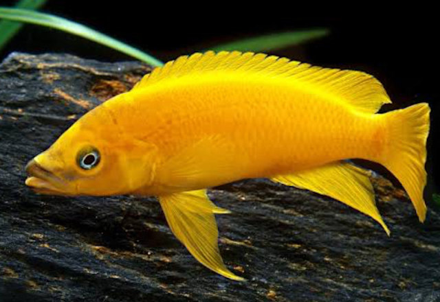 L397 archerfish leleupi furcifer ndole | Fish | Gumtree Australia ...