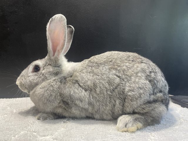 Purebred, Pregnant British Giant Breeding Doe **SOLD | Rabbits ...