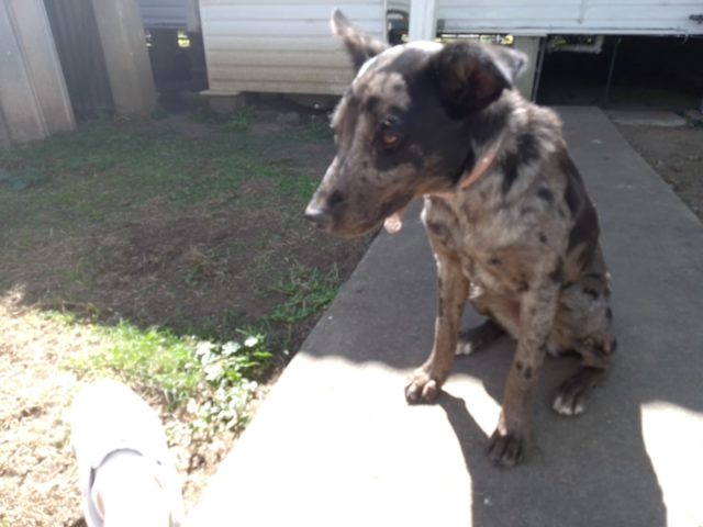 7mth old Merle Blue Female Kelpie x | Dogs & Puppies | Gumtree ...