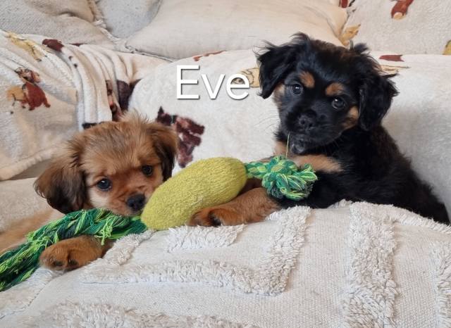 8 Weeks NOW 2 Adorable Cavapom Puppies, Pomeranian / Pug Cross Cavalie ...