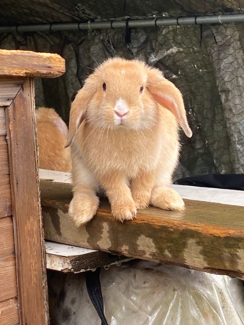 Rabbits for sale $30 each | Rabbits | Gumtree Australia Parramatta Area ...