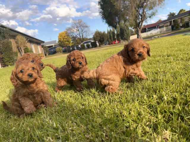 Toy cavoodle ruby red puppys | Dogs & Puppies | Gumtree Australia ...