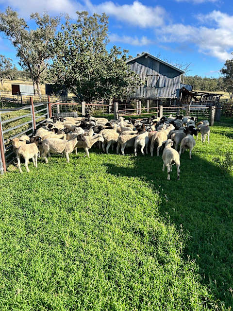 Dorper grower lambs | Livestock | Gumtree Australia Southern Downs ...